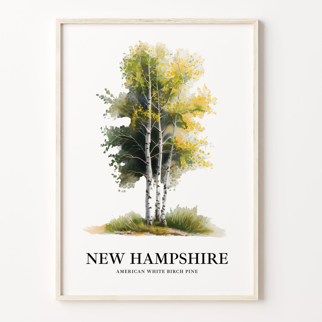 New Hampshire State Tree Wall Art, American White Birch Pine Print ...