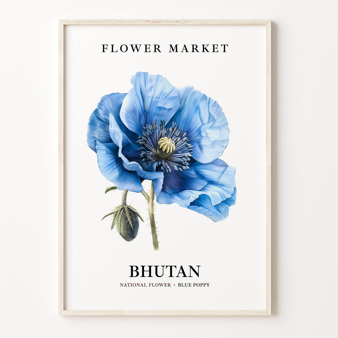 Blue Poppy Art Print: Bhutan National Flower, Botanical Pastel Artwork ...