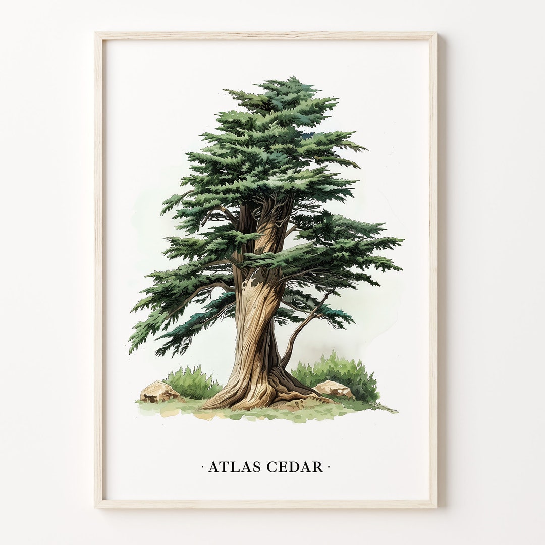 Atlas Cedar Tree Art Print, Cedar Tree Wall Art Poster, Botanical Home ...