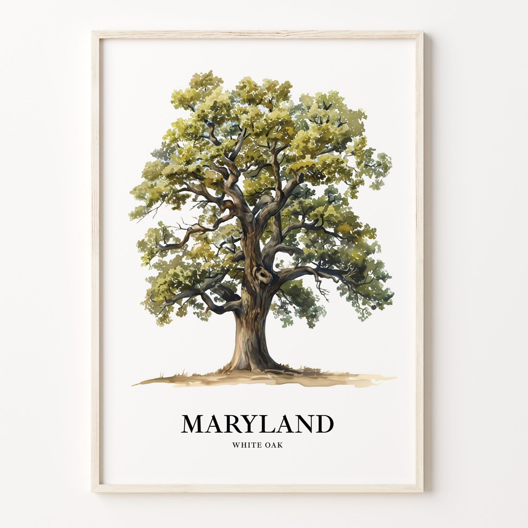 Maryland State Tree Art Print, White Oak Tree Wall Art, State Tree ...