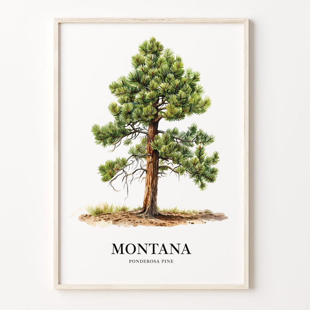 Ponderosa Pine Tree Art Print, Montana State Tree Wall Art, State Tree ...