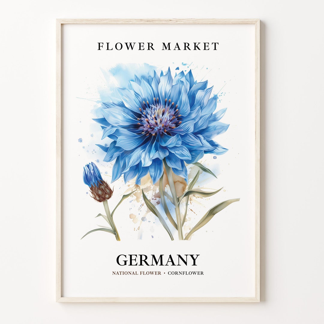 Cornflower Art Print: Germany National Flower, 1960s Botanical Artwork ...
