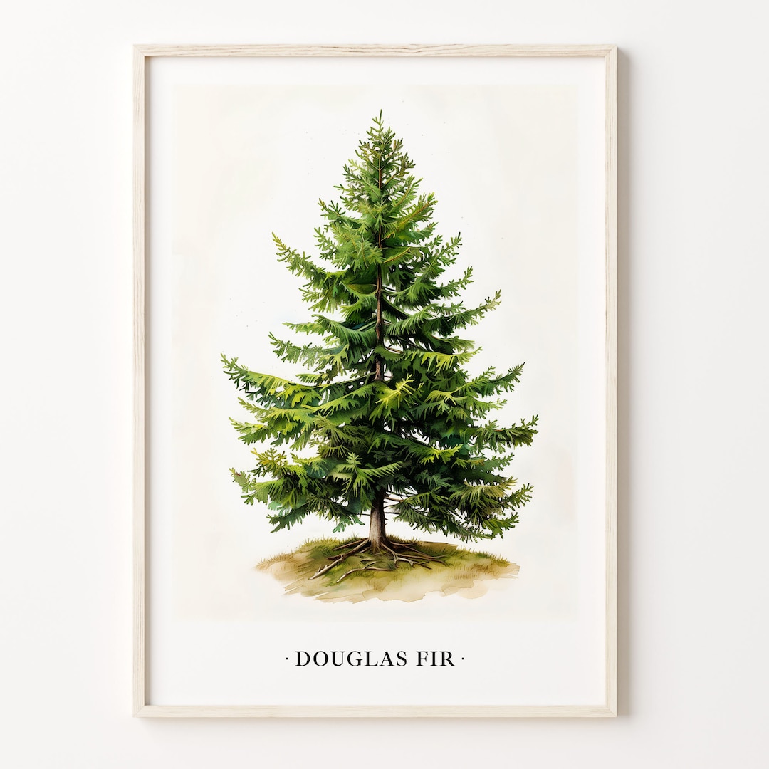 Douglas Fir Tree Art Print, Wall Art Poster, Nature Decor, Botanical ...