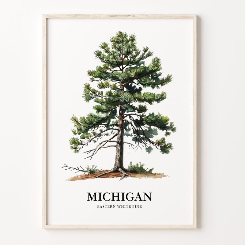 Eastern White Pine Tree - Etsy