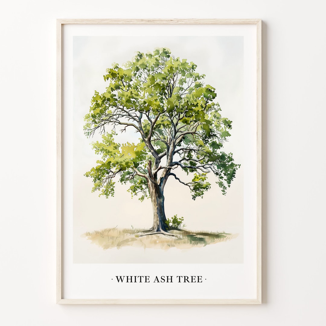 White Ash Tree Art Print: Botanical Nature Poster - Etsy