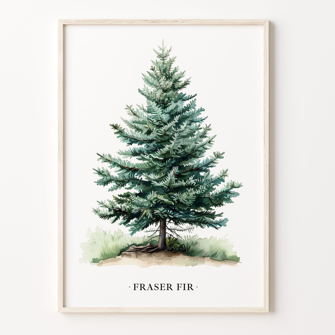 Fraser Fir Tree Art Print, Wall Art Poster, Nature-inspired Home Decor ...