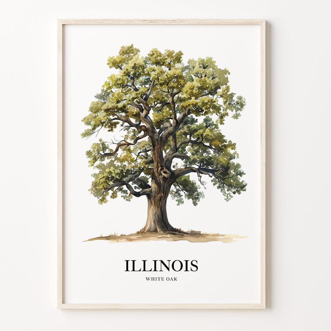 Illinois White Oak Tree Art Print, State Tree Symbol Wall Art, Illinois ...