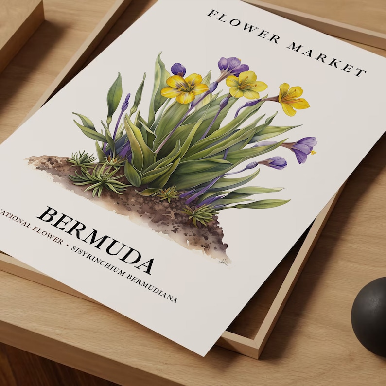 Bermuda National Flower Art Print: 1960s Botanical Pastel Artwork - Etsy