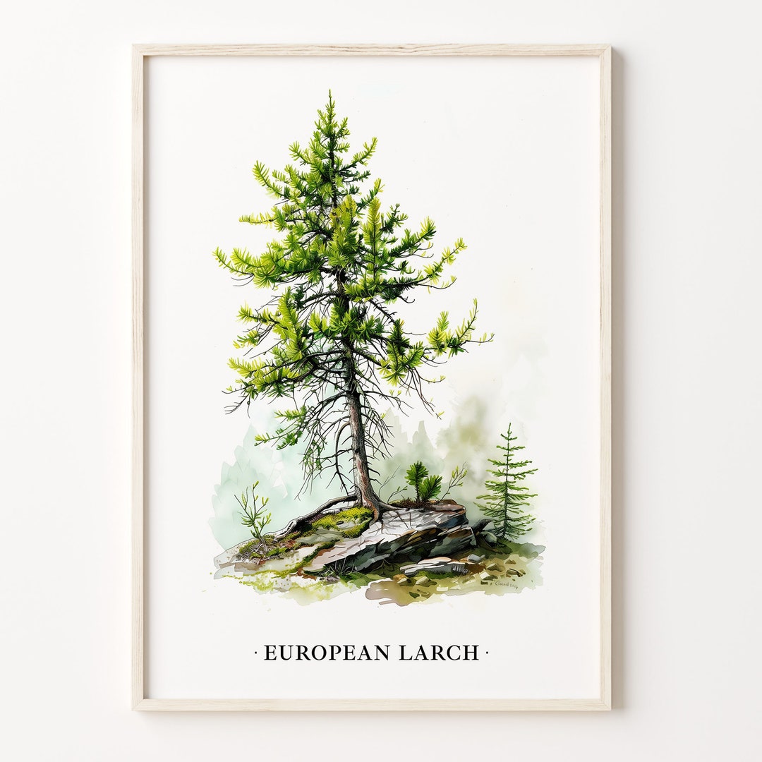 European Larch Tree Art Print: Botanical Nature Decor - Etsy