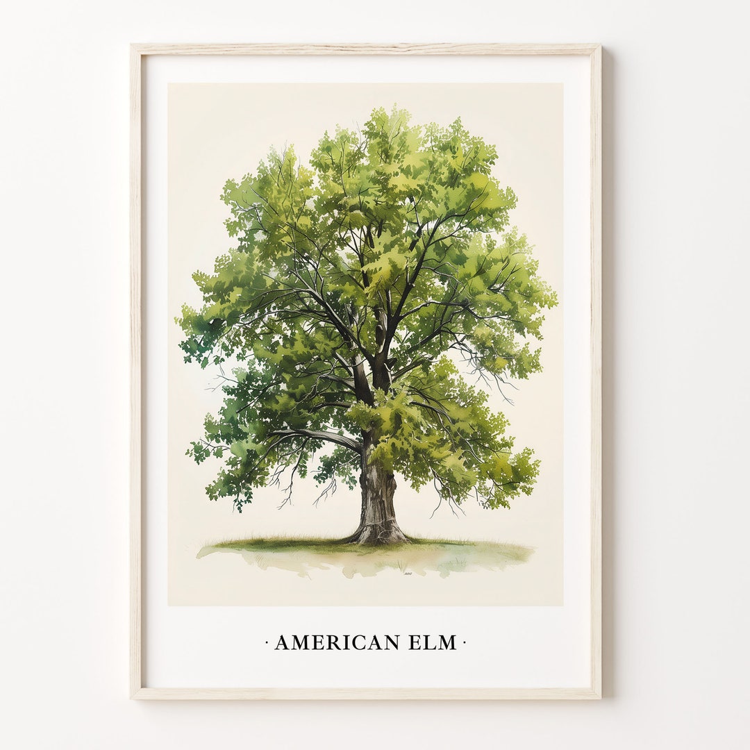 American Elm Tree Art Print, Wall Art Poster, Botanical Nature Decor ...
