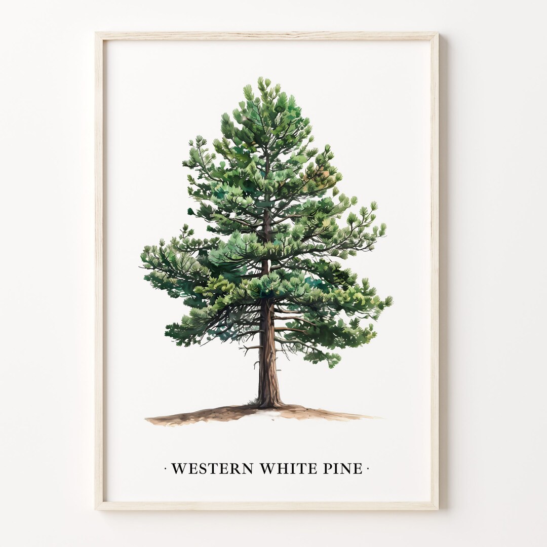 Western White Pine Tree Art Print: Botanical Illustration - Etsy