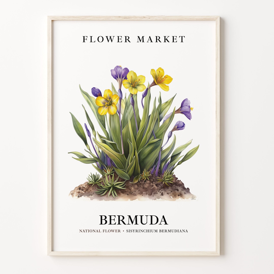 Bermuda National Flower Art Print: 1960s Botanical Pastel Artwork - Etsy