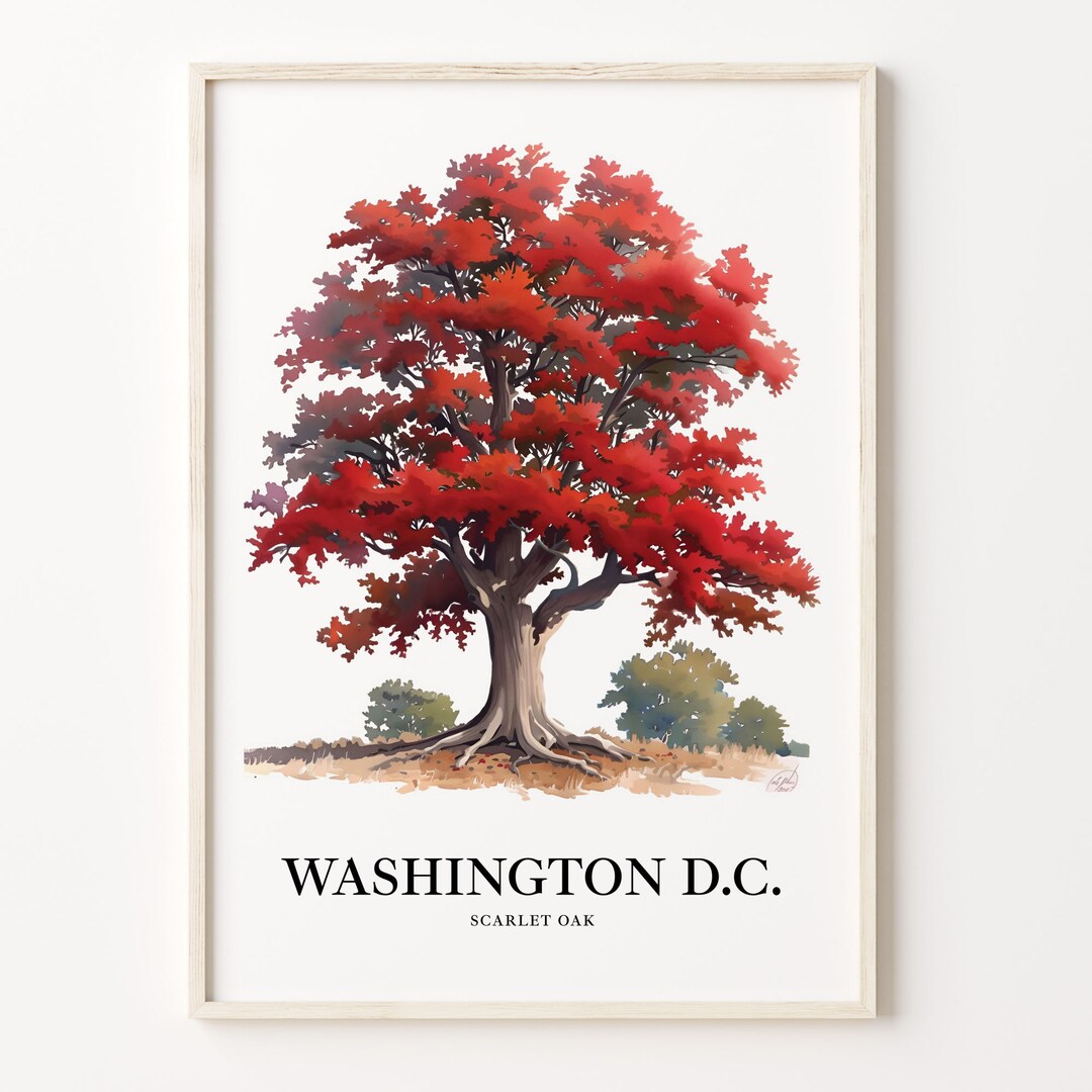 Washington D.C. State Tree Art Print, Scarlet Oak Wall Art, State ...