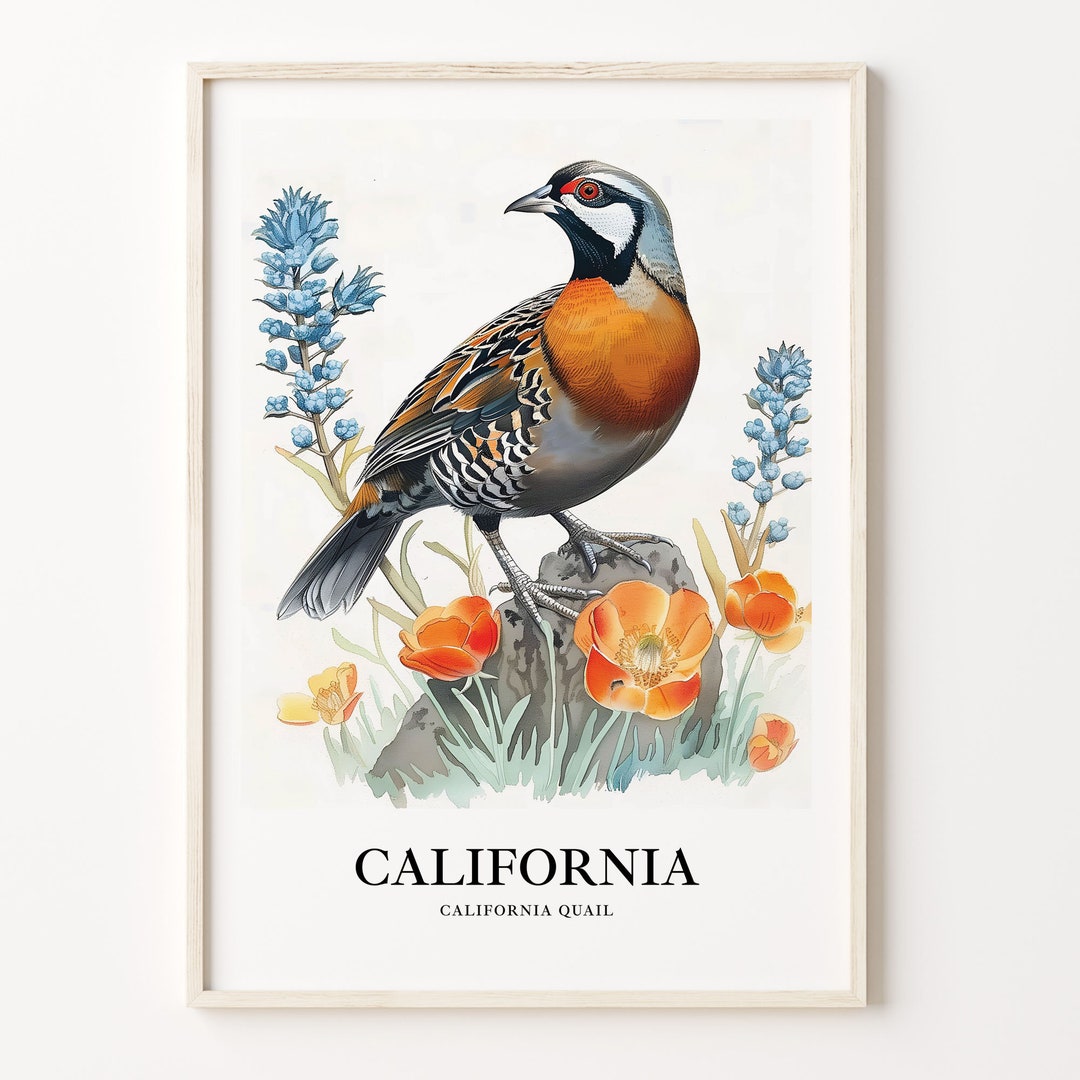 California State Bird Art Print, California State Flower Wall Art ...