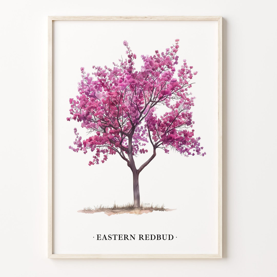Eastern Redbud Tree Art Print, Wall Art Poster, Botanical Home Decor ...
