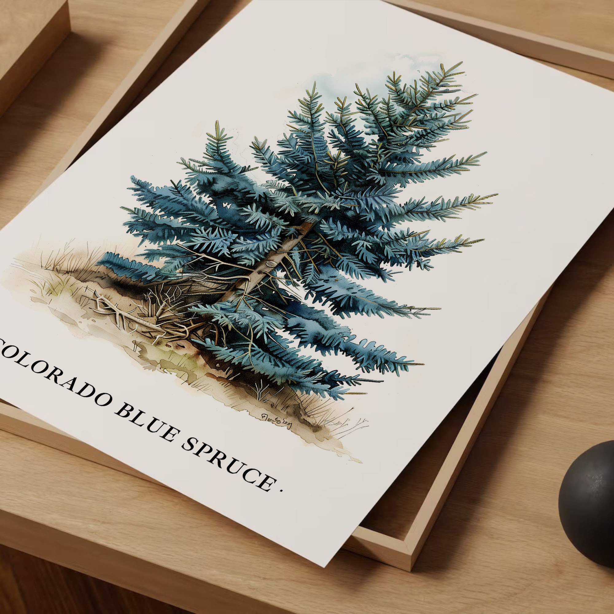 Colorado Blue Spruce Tree Art Print, Wall Art Poster, Nature Decor ...
