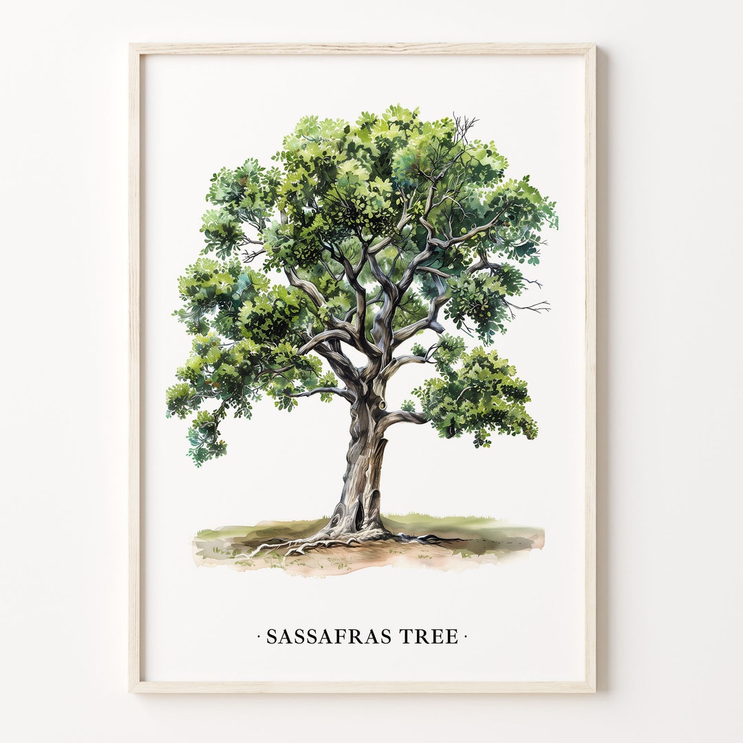 Sassafras Tree Art Print, Wall Art Poster, Botanical Sassafras Tree ...