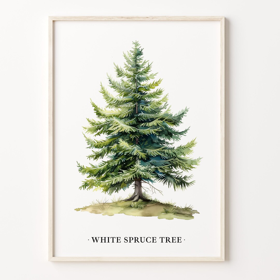 White Spruce Tree Art Print: Botanical Nature Decor - Etsy