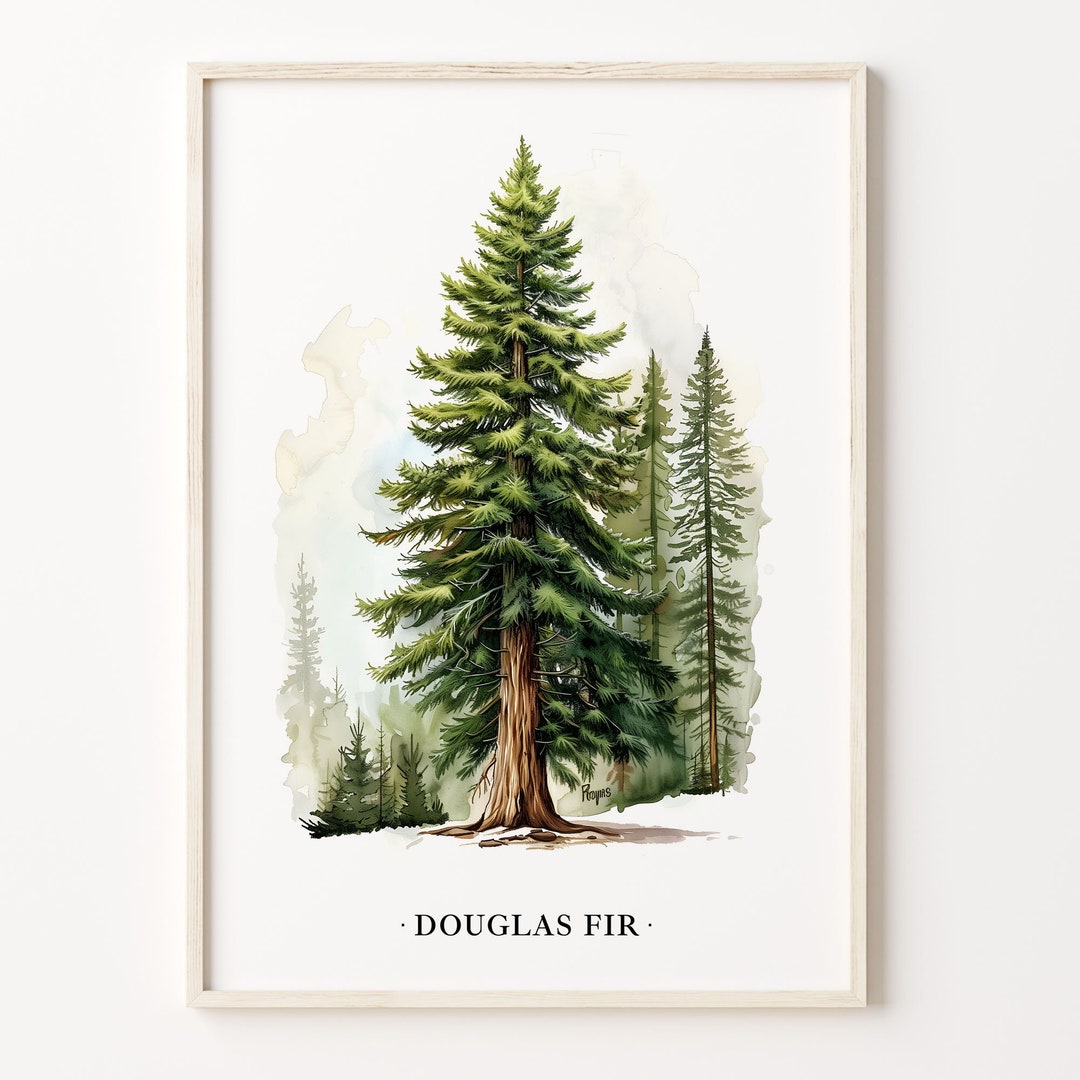 Douglas Fir Tree Art Print: Botanical Forest Illustration - Etsy