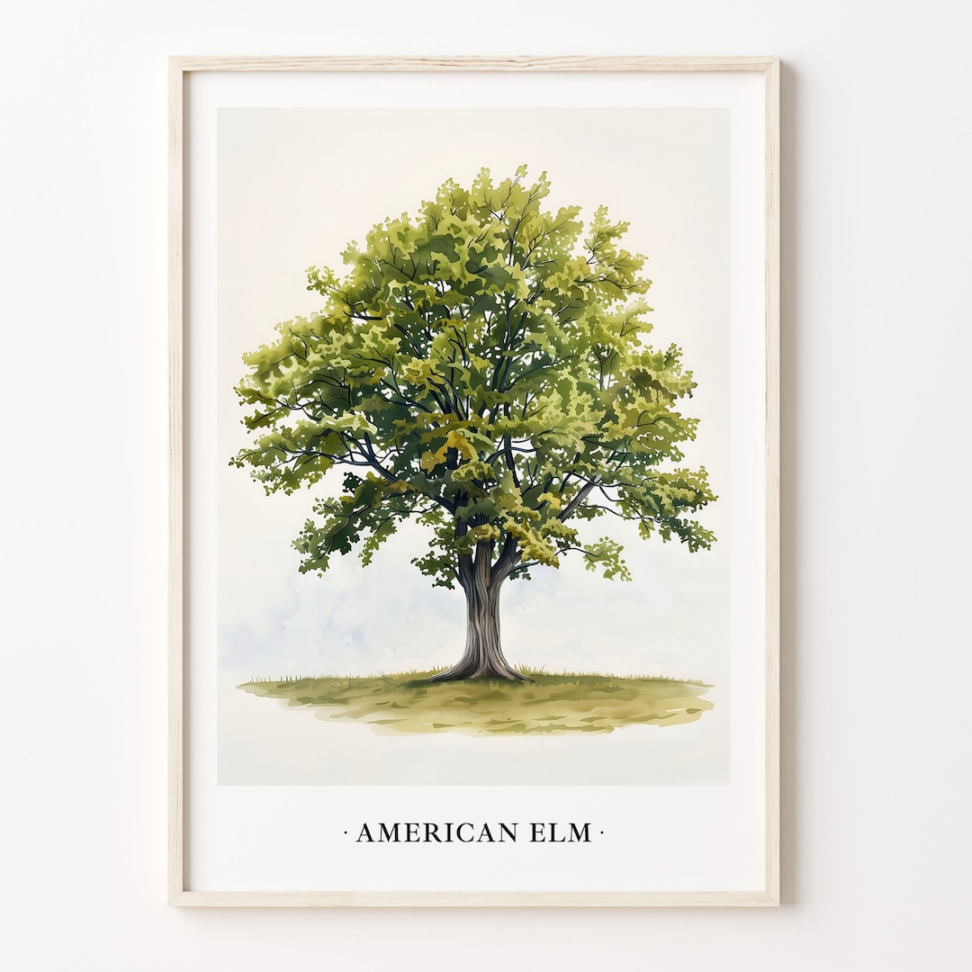 American Elm Tree Art Print: Botanical Illustration - Etsy