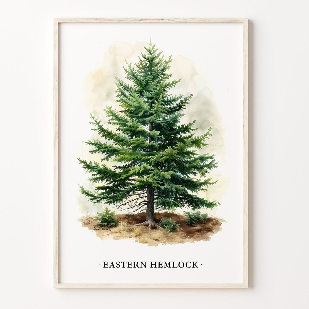 Eastern Hemlock Tree Art Print, Wall Art Poster, Botanical Decor ...
