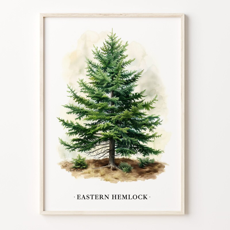 Hemlock Tree - Etsy