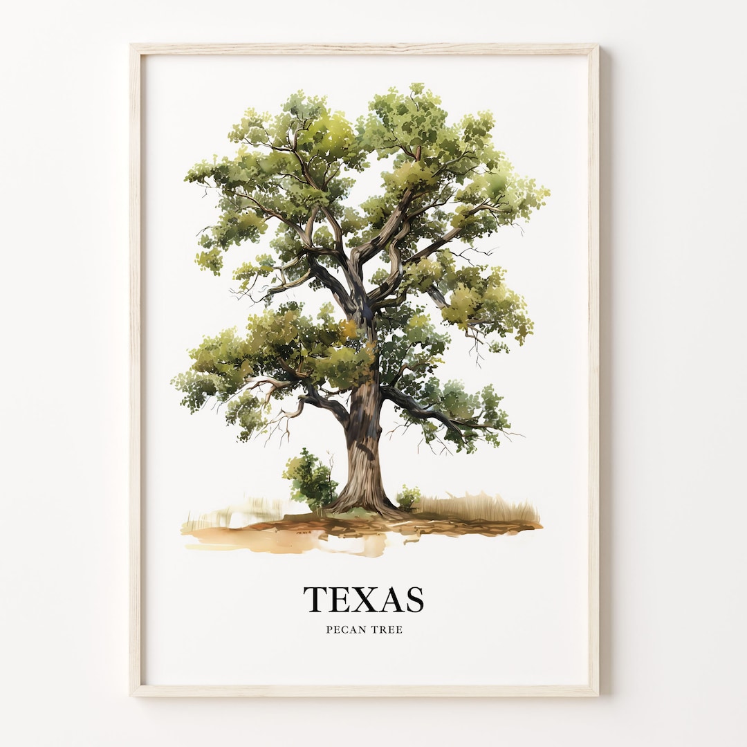 Pecan Tree Wall Art, Texas State Tree Art Print, State Tree Symbol ...