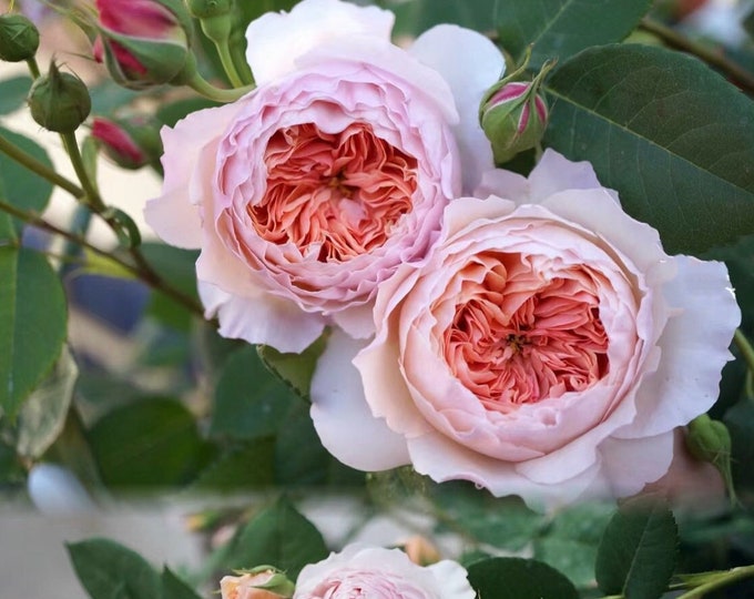 Rose “austir/ Auswill” English Climbing Rose Ownroot Plant, 1 Gallon - Etsy