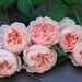 Rose “austir/ Auswill” English Climbing Rose Ownroot Plant, 1 Gallon - Etsy