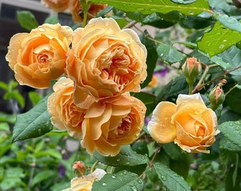 Rose ausromeo English Red Shrub Rose Ownroot Plant, 1 Gallon 1.5-2 ...