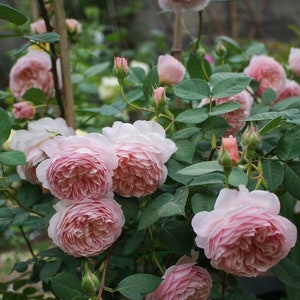 Rose “austir/ Auswill” English Climbing Rose Ownroot Plant, 1 Gallon - Etsy