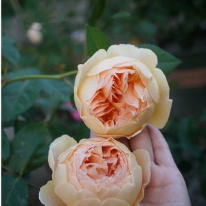 Rose “ausjo” English Rose Ownroot Plant, 1 Gallon (1.5-2 Years Old) - Etsy