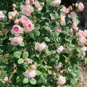 Rose “ausham” English Shrub Rose Ownroot Plant, 1 Gallon - Etsy