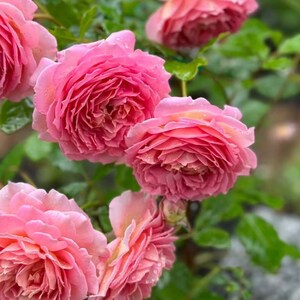 Rose “aushunter” English Shrub Rose Ownroot Plant, 1 Gallon - Etsy