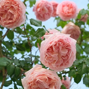 Rose “auscot” English Climbing Rose Ownroot Plant, 1 Gallon - Etsy