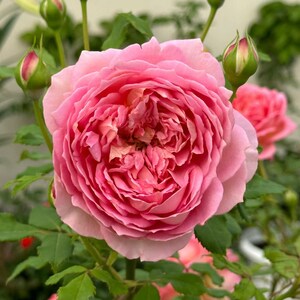 Rose “aushunter” English Shrub Rose Ownroot Plant, 1 Gallon - Etsy