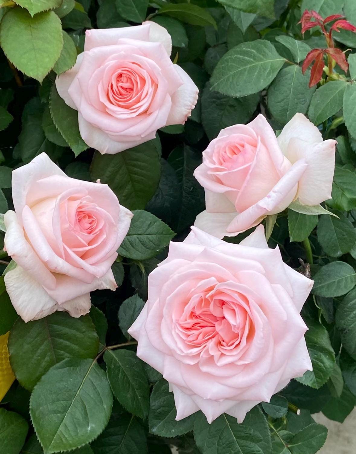 French Florist Rose Pink Strong Fragrant Rose Live Plant Ownroot, 2 ...