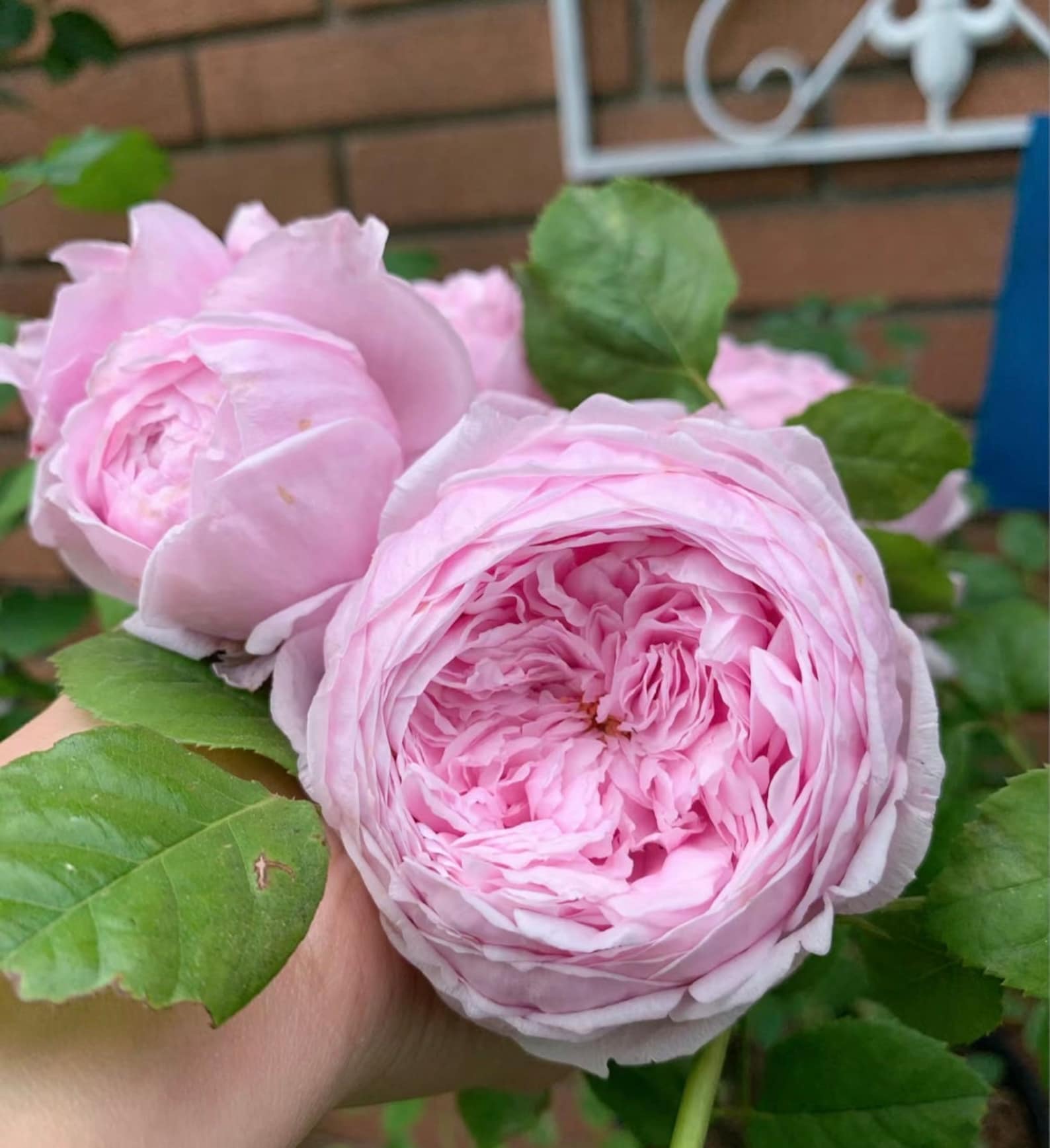 Rose “ausbite” English Climbing Rose Ownroot Plant, 1 Gallon - Etsy