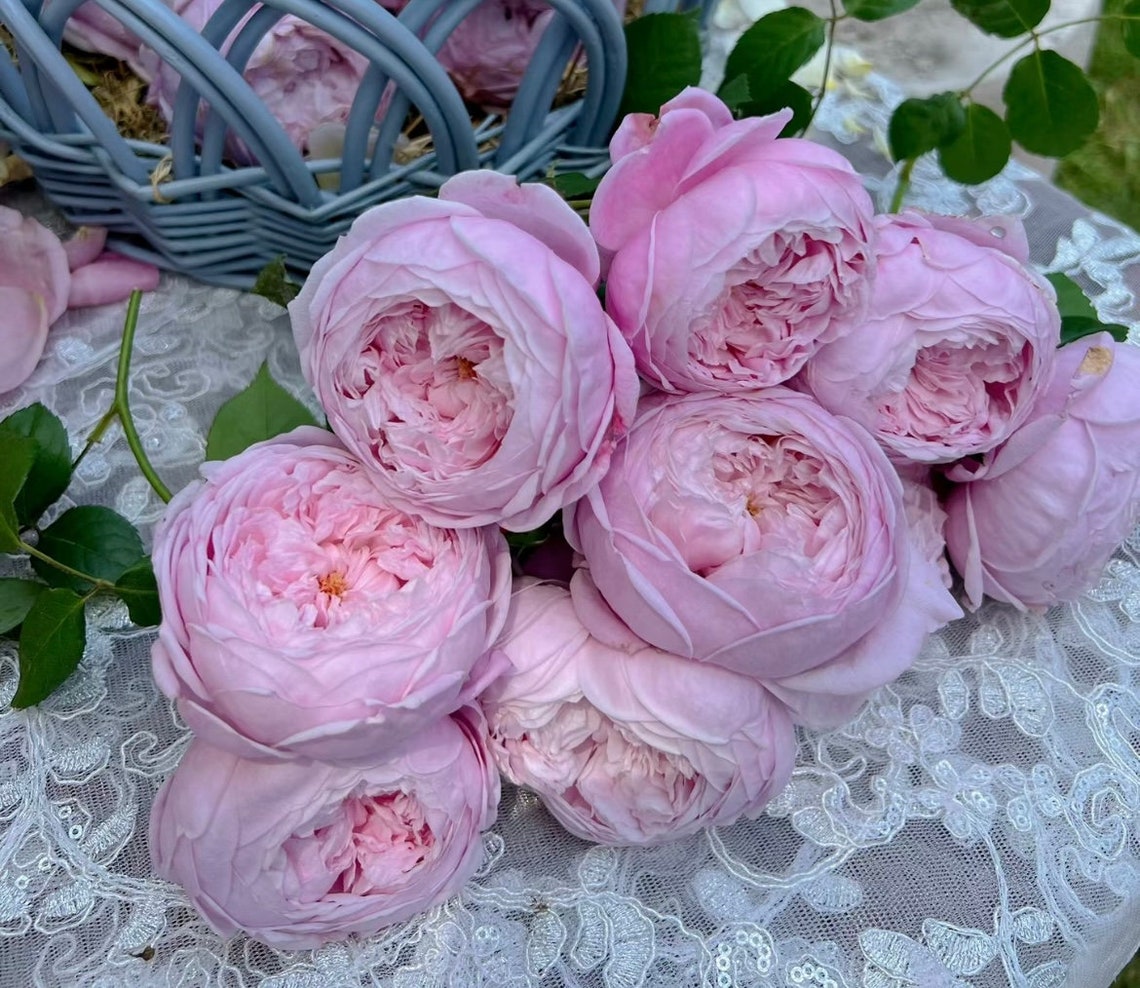 Rose “ausbite” English Climbing Rose Ownroot Plant, 1 Gallon - Etsy