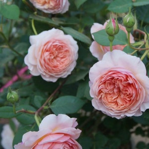 Rose “austir/ Auswill” English Climbing Rose Ownroot Plant, 1 Gallon - Etsy