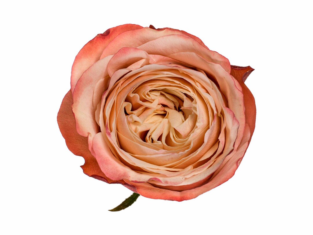 Kahala Rose Ecuador 40-60cm, 25 Stems 1 Bunch - Etsy