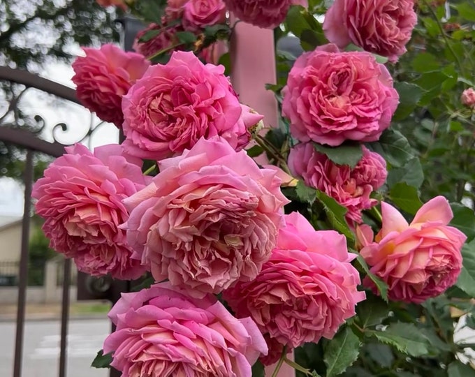 Rose “yves Classical Perfume”伊芙古典香水 Japanese Rose Live Shrub Plant, 1 ...