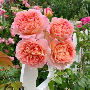 Rose “auscot” English Climbing Rose Ownroot Plant, 1 Gallon - Etsy