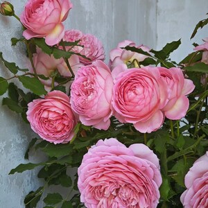 Rose “aushunter” English Shrub Rose Ownroot Plant, 1 Gallon - Etsy