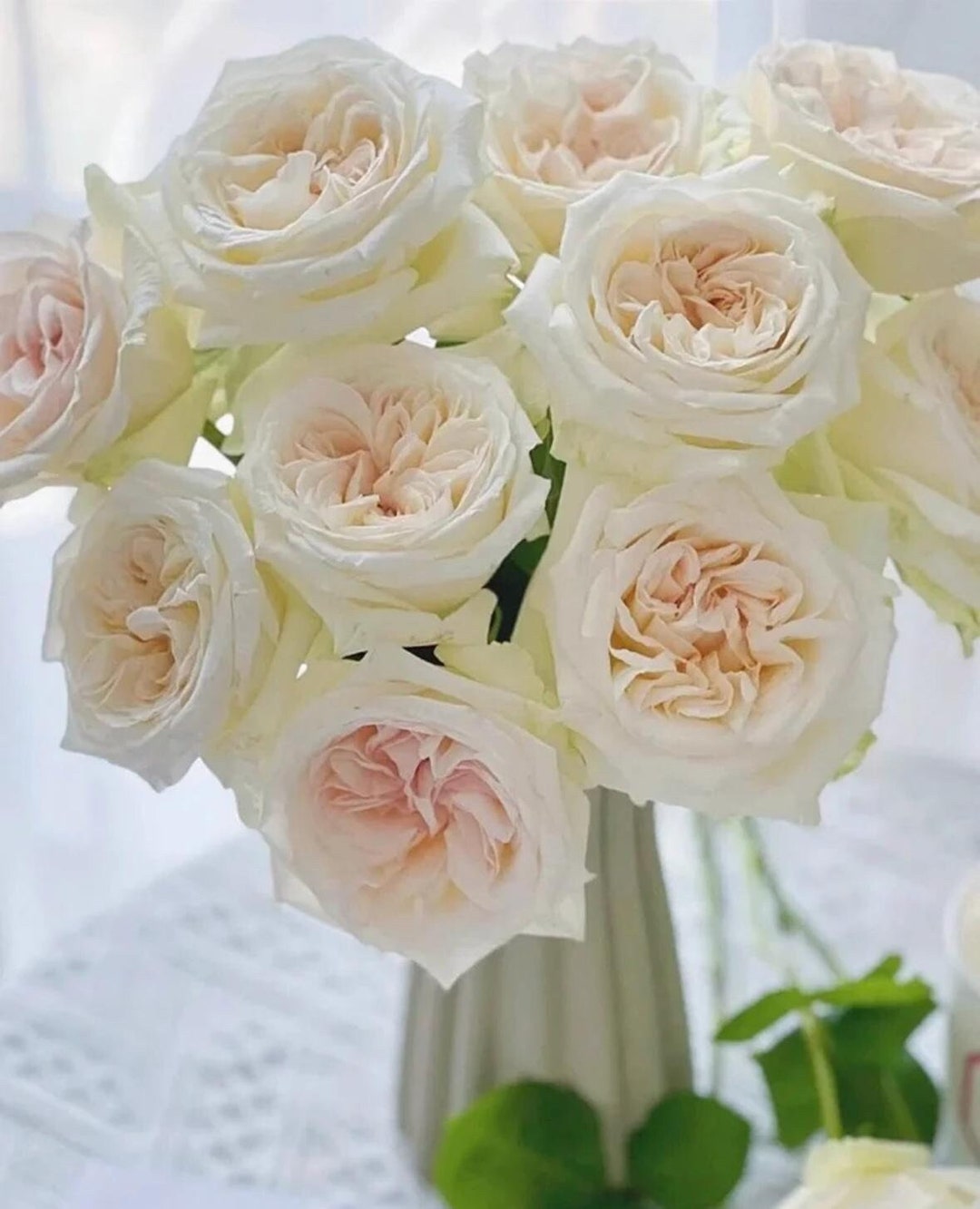 French Florist Rose White Strong Fragrant Rose Live Plant Ownroot, 1 ...