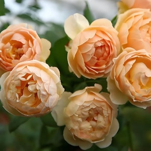 Rose “ausjo” English Rose Ownroot Plant, 1 Gallon - Etsy