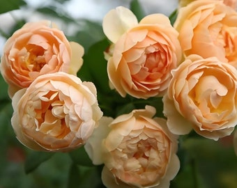 Rose “ausham” English Shrub Rose Ownroot Plant, 1 Gallon (1.5-2 Years ...