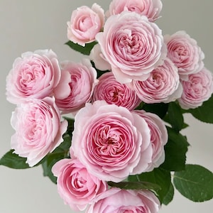 Rose “ausham” English Shrub Rose Ownroot Plant, 1 Gallon - Etsy