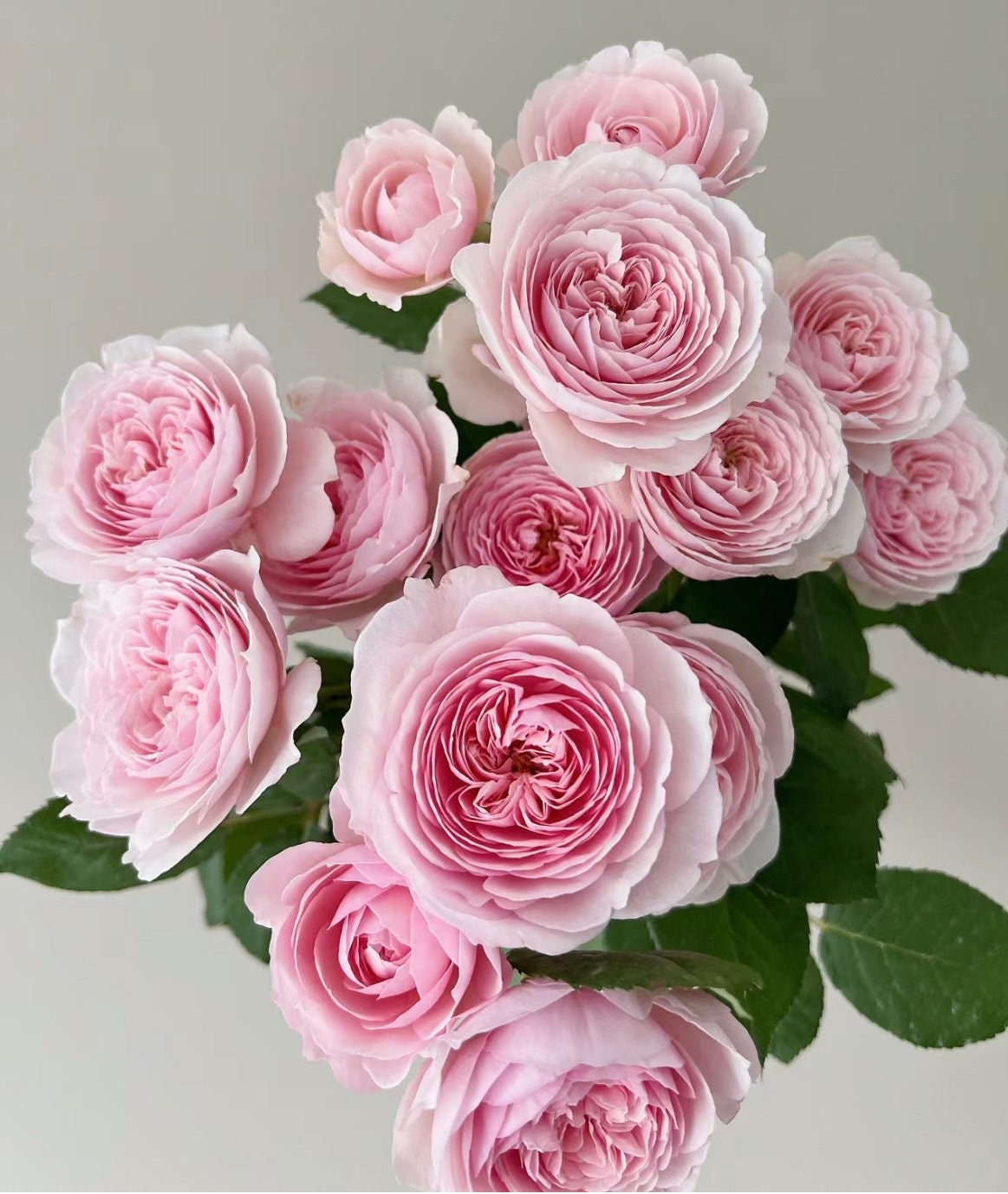 Rose “ausham” English Shrub Rose Ownroot Plant, 1 Gallon - Etsy