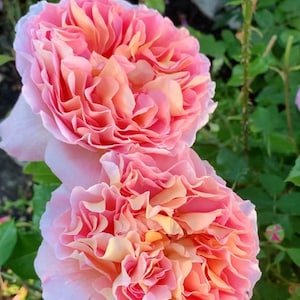 Rose “auscot” English Climbing Rose Ownroot Plant, 1 Gallon - Etsy